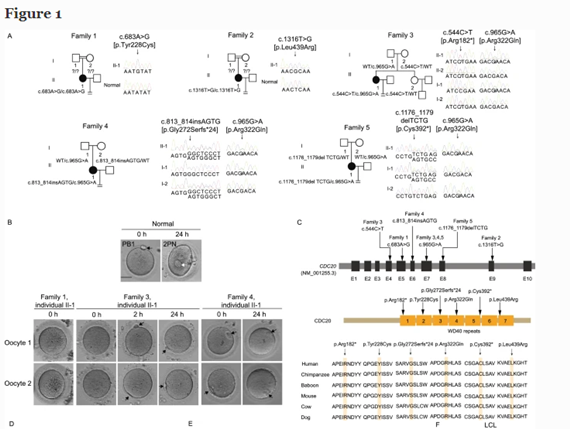 Human Reproduction And Genetics Research Group